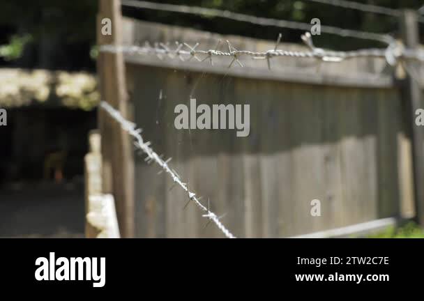 Spider web on barb Stock Videos & Footage - HD and 4K Video Clips - Alamy