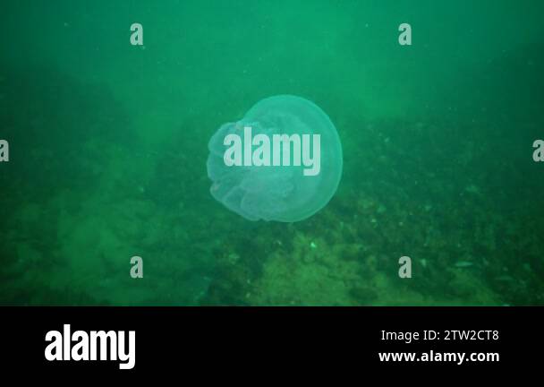 A young specimen of jellyfish in the Black Sea, Rhizostoma pulmo ...