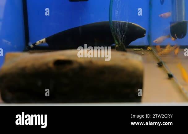 Black ghost knife fish in an aquarium, 4k footage. Black ghost knife ...