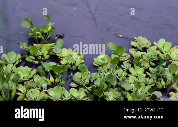 Swamp aquatic plant fresh Stock Videos & Footage - HD and 4K Video ...
