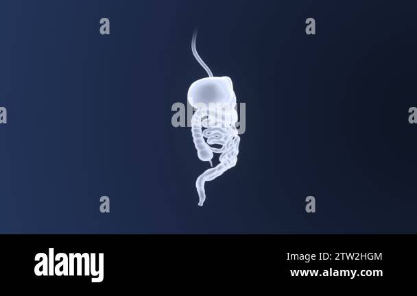 Digestive system blue Stock Videos & Footage - HD and 4K Video Clips ...