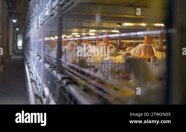 Cage cages equipment Stock Videos & Footage - HD and 4K Video Clips - Alamy