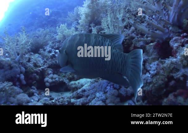 Giant wrasse napoleon fish on dark blue background in Red sea of Egypt ...