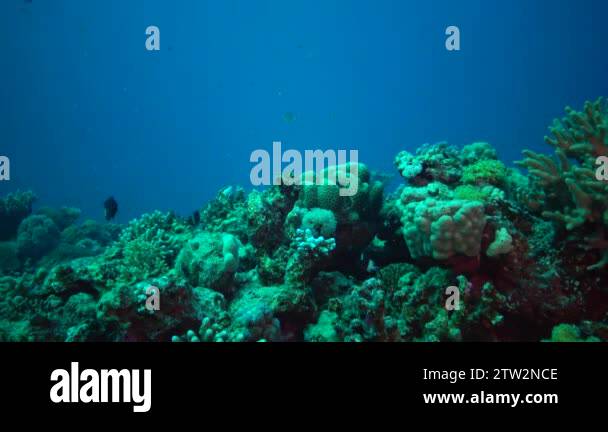 The fauna of the Red Sea. Static video of a coral reef in the Red Sea ...