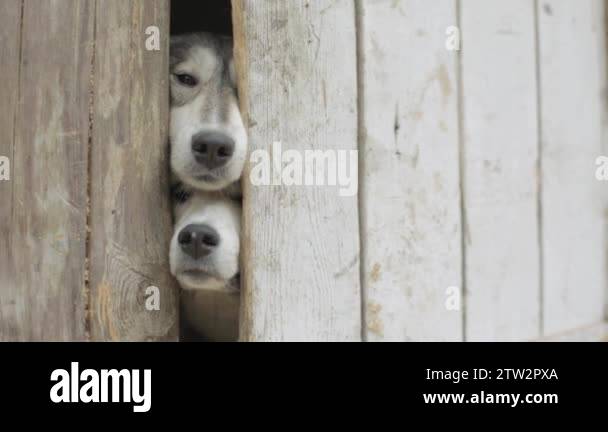 White timber fence Stock Videos & Footage - HD and 4K Video Clips - Alamy
