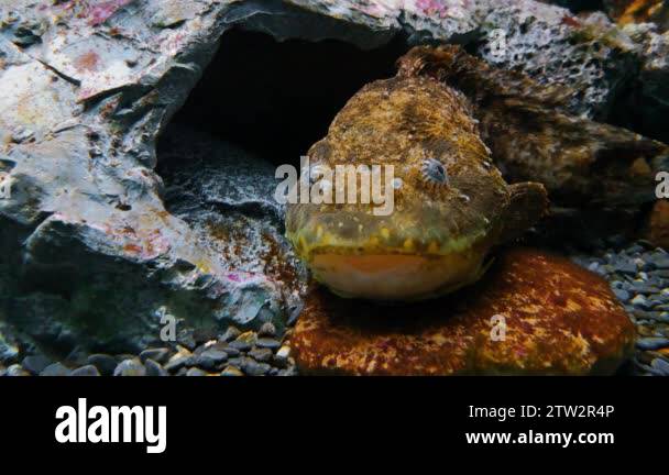 Giant old moray eel, marine fish in cave in aquarium. Profile of ...