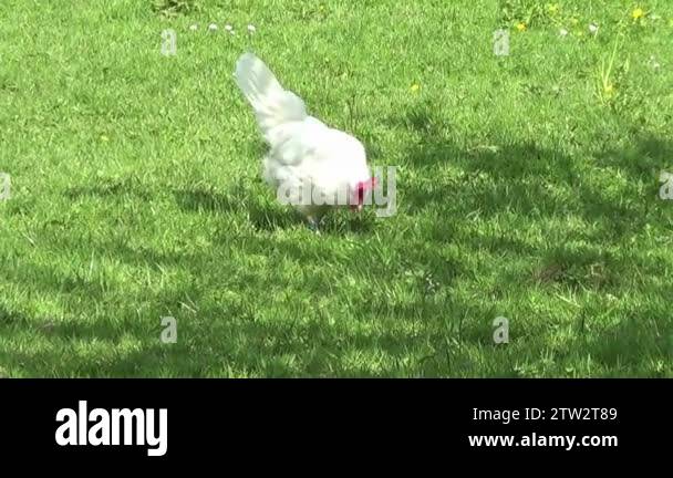 Free range hen farm Stock Videos & Footage - HD and 4K Video Clips - Alamy