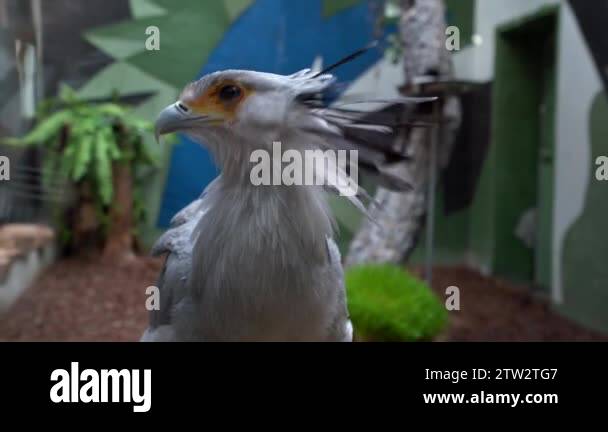 Secretary bird is in the aviary behind the glass, looking into the ...