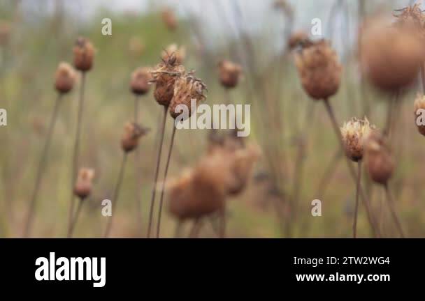 close-up of dried weed buds. camera movement from left to right. no ...