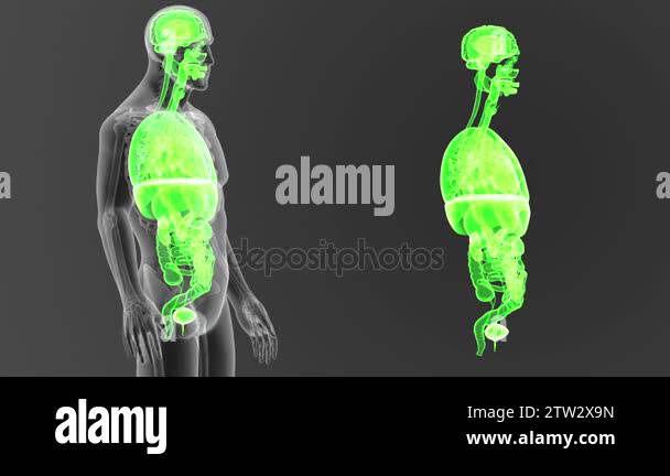 skeleton posterior view of human organs, out of body on grey background ...