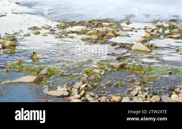 Cold ice algae Stock Videos & Footage - HD and 4K Video Clips - Alamy