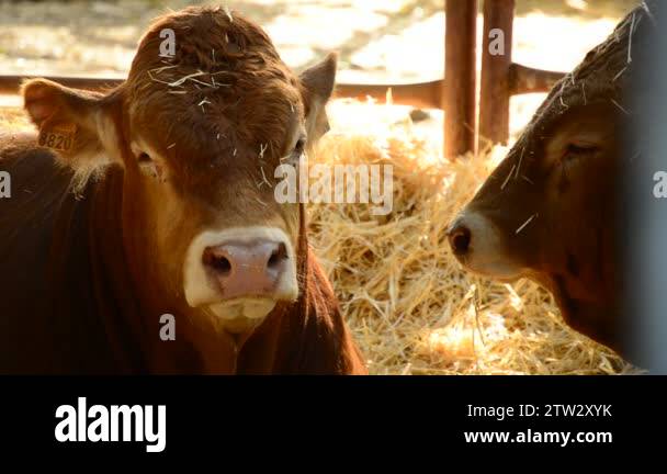 Cattle, oxen, calves or bulls in a barn with straw in a cattle fair ...