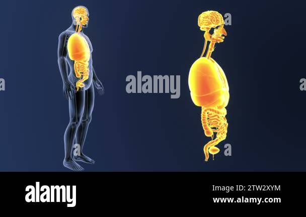 skeleton posterior view of human organs, out of body on blue background ...