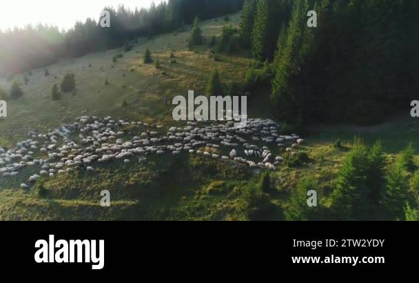 Flock of sheep and sun Stock Videos & Footage - HD and 4K Video Clips ...