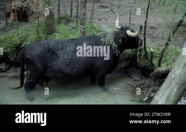 Bull run river Stock Videos & Footage - HD and 4K Video Clips - Alamy