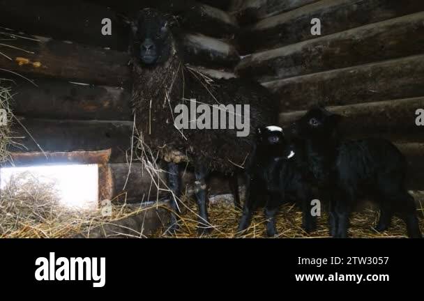 Sheep crib Stock Videos & Footage - HD and 4K Video Clips - Alamy