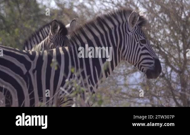 Zebra mule Stock Videos & Footage - HD and 4K Video Clips - Alamy