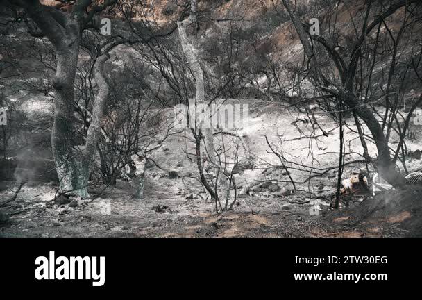 Ash tree trees Stock Videos & Footage - HD and 4K Video Clips - Alamy