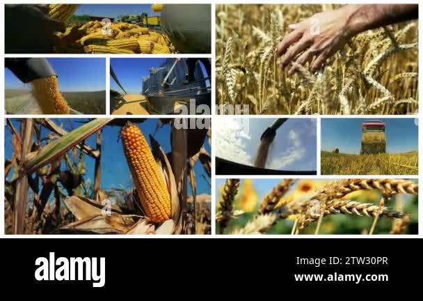 Wheat and Maize Harvest. Wheat production. Corn Harvest on Farmland ...