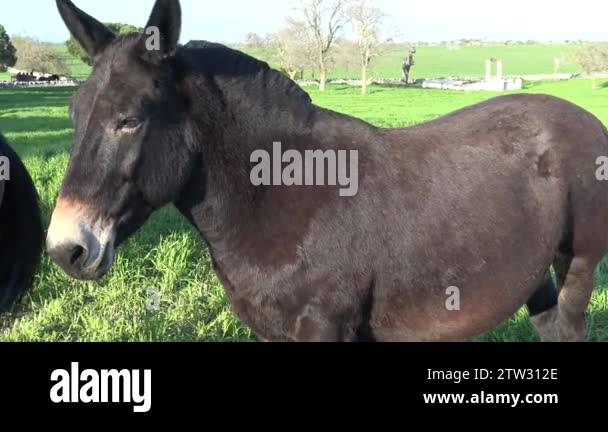 Murge puglia Stock Videos & Footage - HD and 4K Video Clips - Alamy
