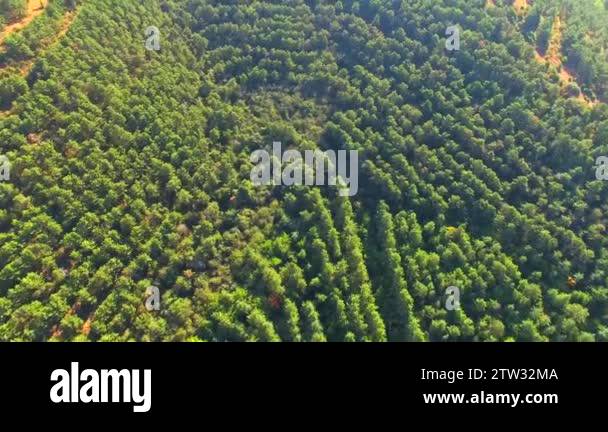Densely planted trees Stock Videos & Footage - HD and 4K Video Clips ...