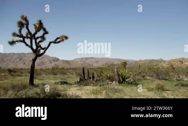 Spiny trees Stock Videos & Footage - HD and 4K Video Clips - Alamy