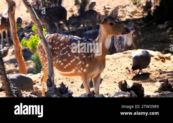 Baby roe Stock Videos & Footage - HD and 4K Video Clips - Alamy