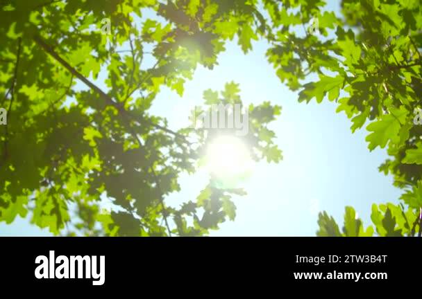 Sunlight through oak tree Stock Videos & Footage - HD and 4K Video ...