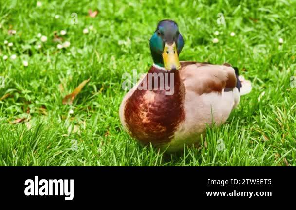 Mallard (Anas platyrhynchos) is dabbling duck belongs to subfamily ...