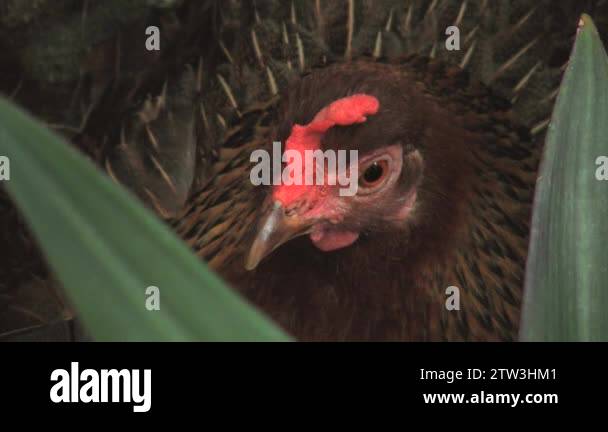 Hen and chicken islands Stock Videos & Footage - HD and 4K Video Clips ...