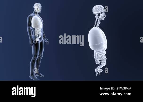 skeleton posterior view of human organs, out of body on blue background ...