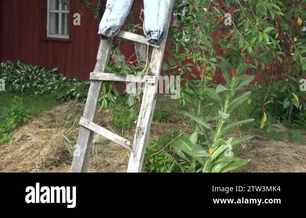 tilt up rag scarecrow hang wooden ladder on cherry in garden. 4K Stock ...