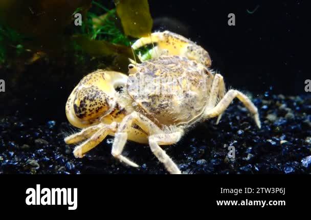 Invasive species, invader Rhithropanopeus harrisii (common names ...