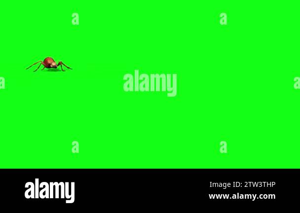 Ant Insect Walks Green Screen 3D Rendering Animation Stock Video ...