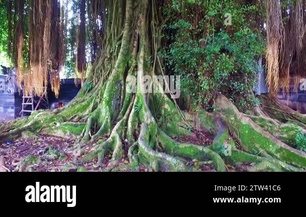 Banyan tree in the rainforest on Java Indonesia Stock Video Footage - Alamy