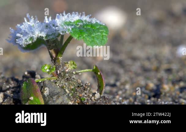 Germ covered Stock Videos & Footage - HD and 4K Video Clips - Alamy