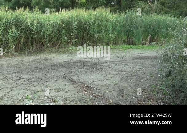 Very drought wetland, swamp and pond drying up the soil, climate change ...
