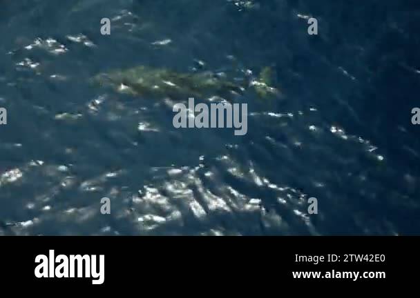 Dolphin in the red sea Stock Videos & Footage - HD and 4K Video Clips ...