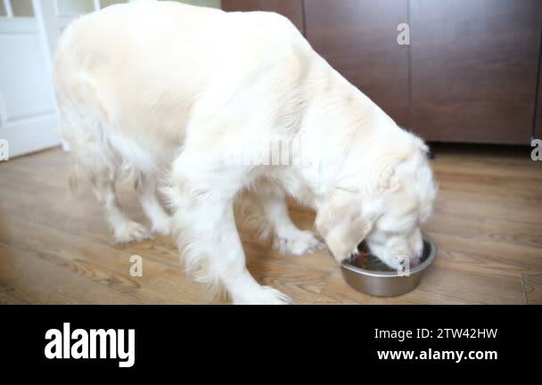 proper nutrition of domestic animals. the dog eats natural food with ...