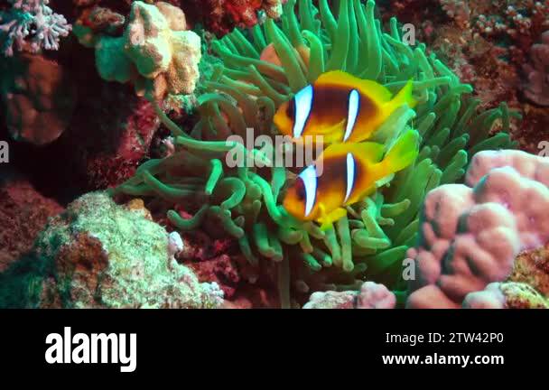 Fish of the Red Sea. Red Sea Anemonefish (Amphiprion bicinctus). A ...