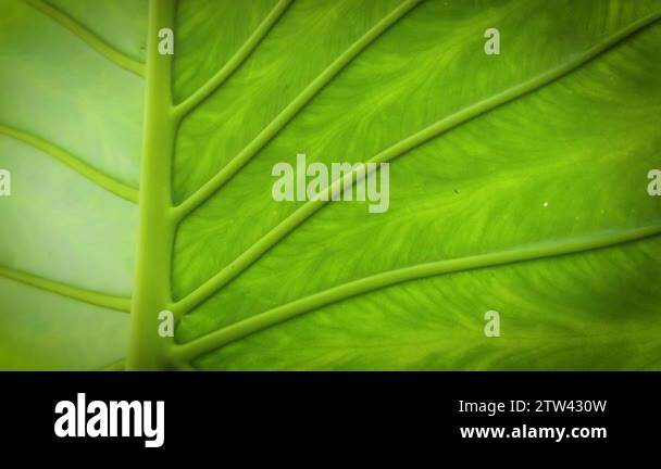 Ear texture Stock Videos & Footage - HD and 4K Video Clips - Alamy