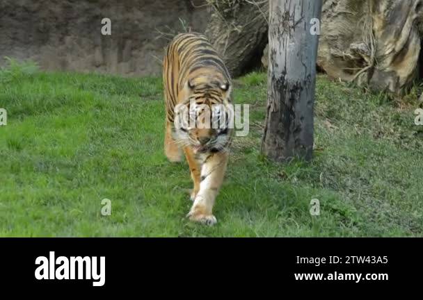 Sunda tiger Stock Videos & Footage - HD and 4K Video Clips - Alamy