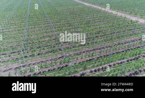 A view of the seedlings of trees from the air, flying over tree ...