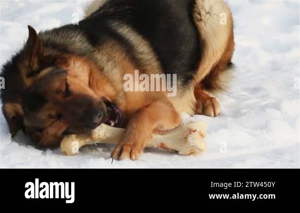 Gnawing Stock Videos & Footage - HD and 4K Video Clips - Alamy