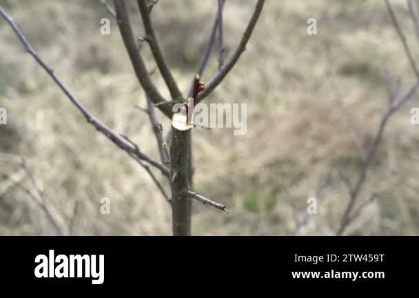 Farmer grafting Stock Videos & Footage - HD and 4K Video Clips - Alamy