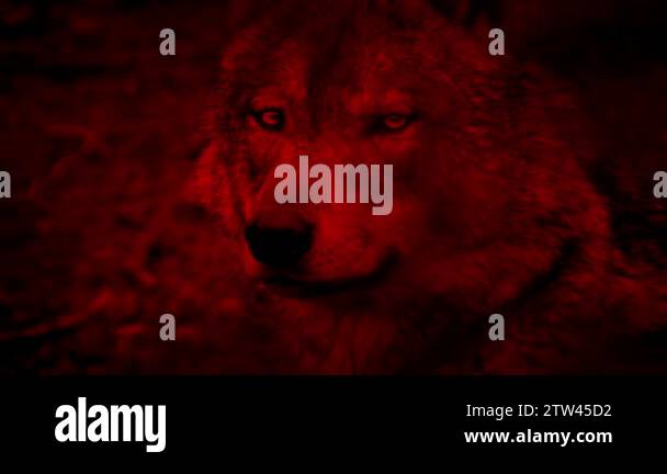 Wolf red wolf animal profile view Stock Videos & Footage - HD and 4K ...