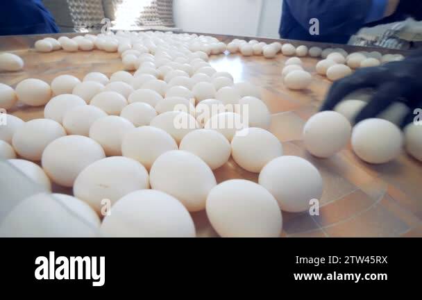 Chicken farm poultry workers sorting eggs at factory conveyor Stock ...