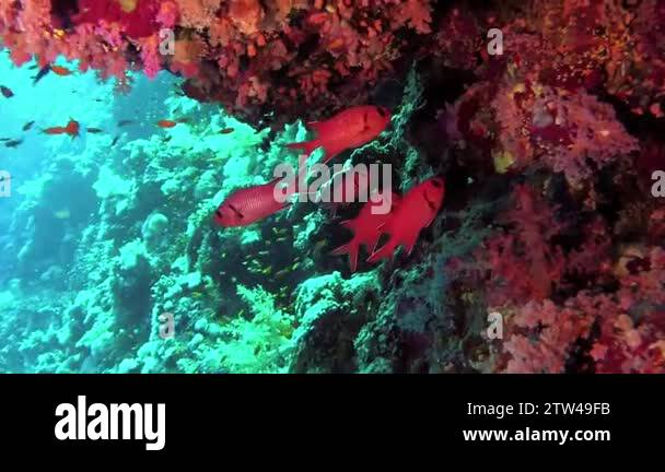 Coral reef, different types of tropical fish hunt near the reef in the ...