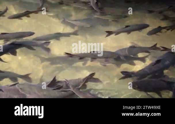 Big fish in water Stock Videos & Footage - HD and 4K Video Clips - Alamy