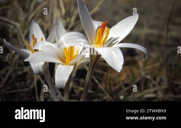 Crocus reticulatus. A perennial bulbous plant in the wild on the slopes ...